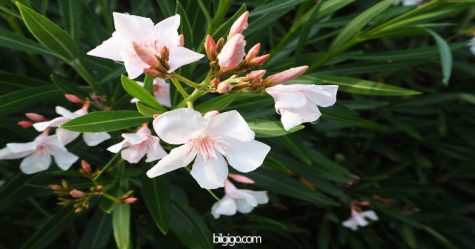 Zakkum Çiçeği Nedir? Faydaları ve Özellikleri? 2022